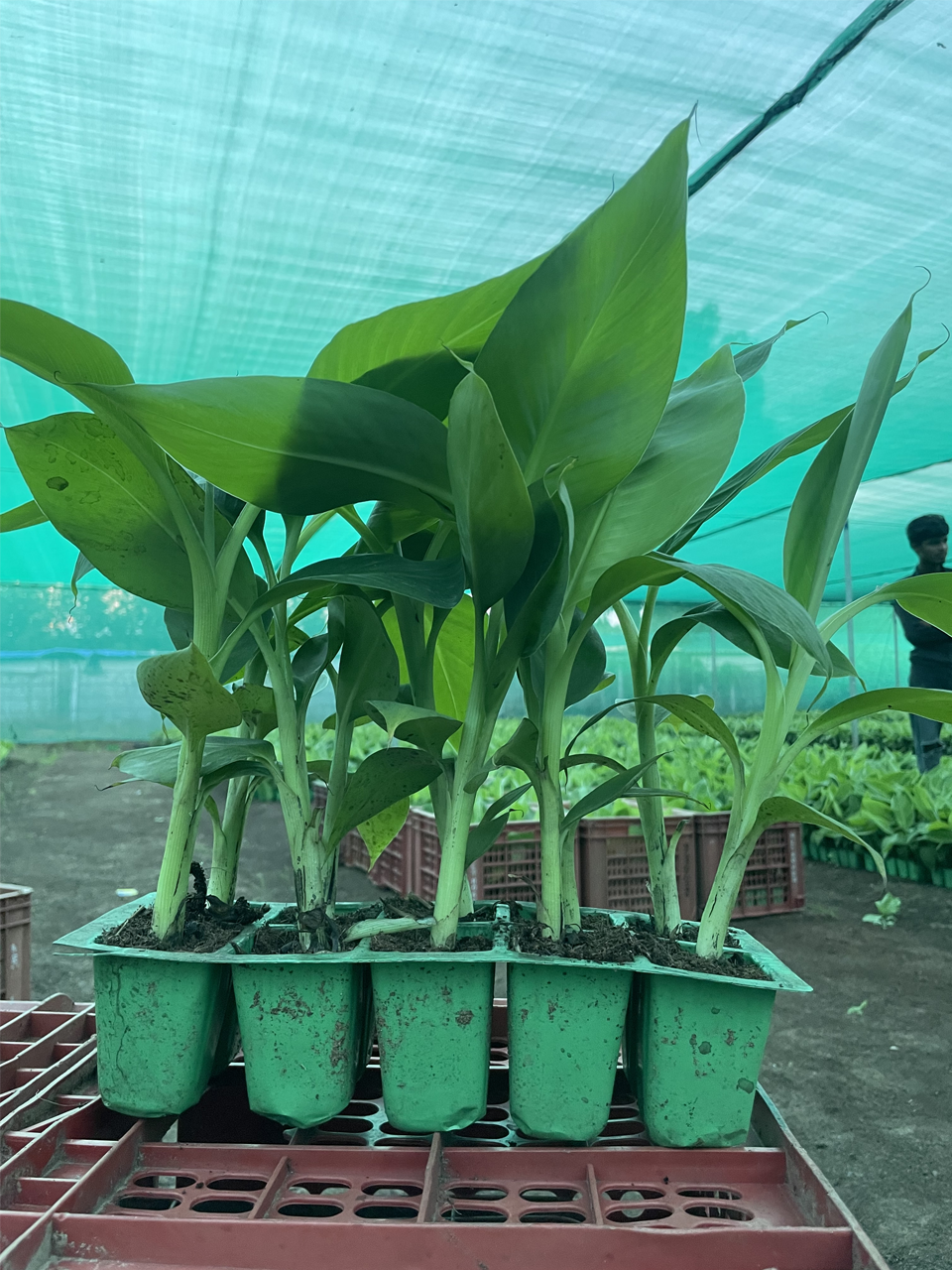 Banana Tissue Culture Plants